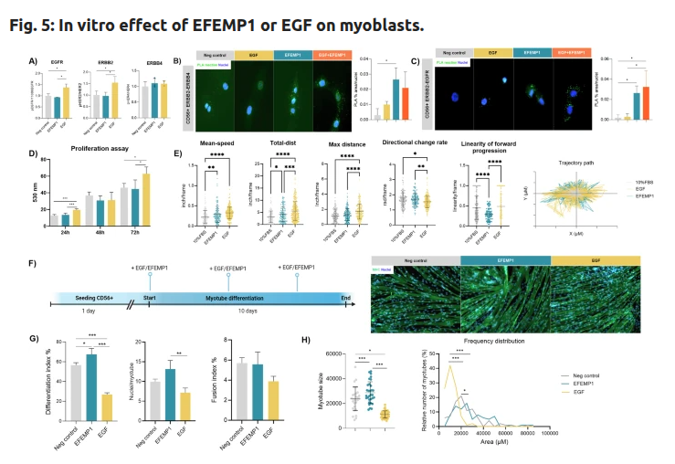 JWMDRC: New paper investigating the role of EGFR signalling in muscle ...